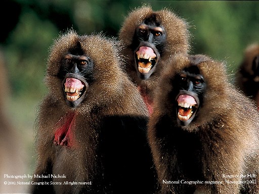 Friday Scary Evil Monkey Caption Contest Winner – IMAO